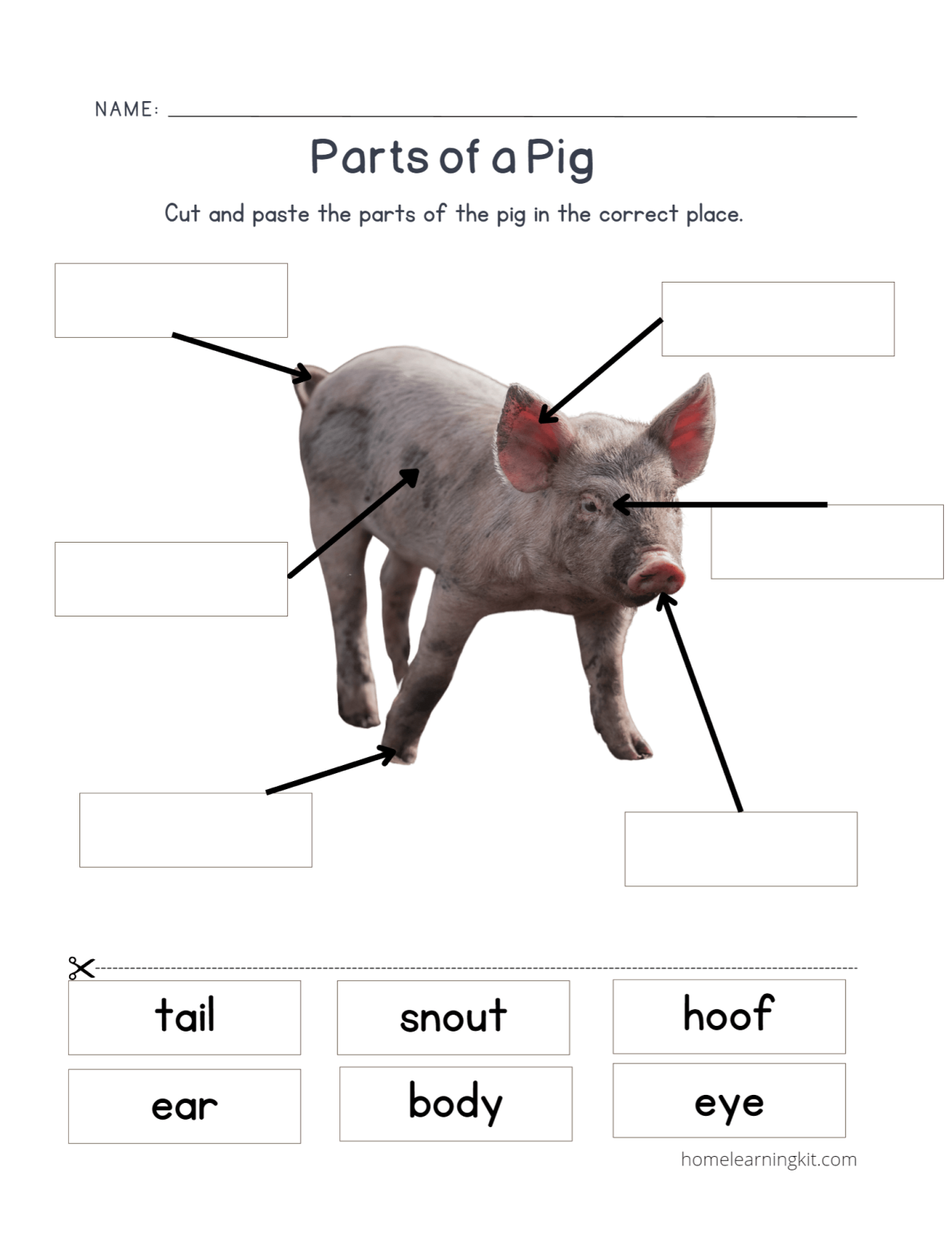 Parts of a Pig Science Printable - Home Learning Kit