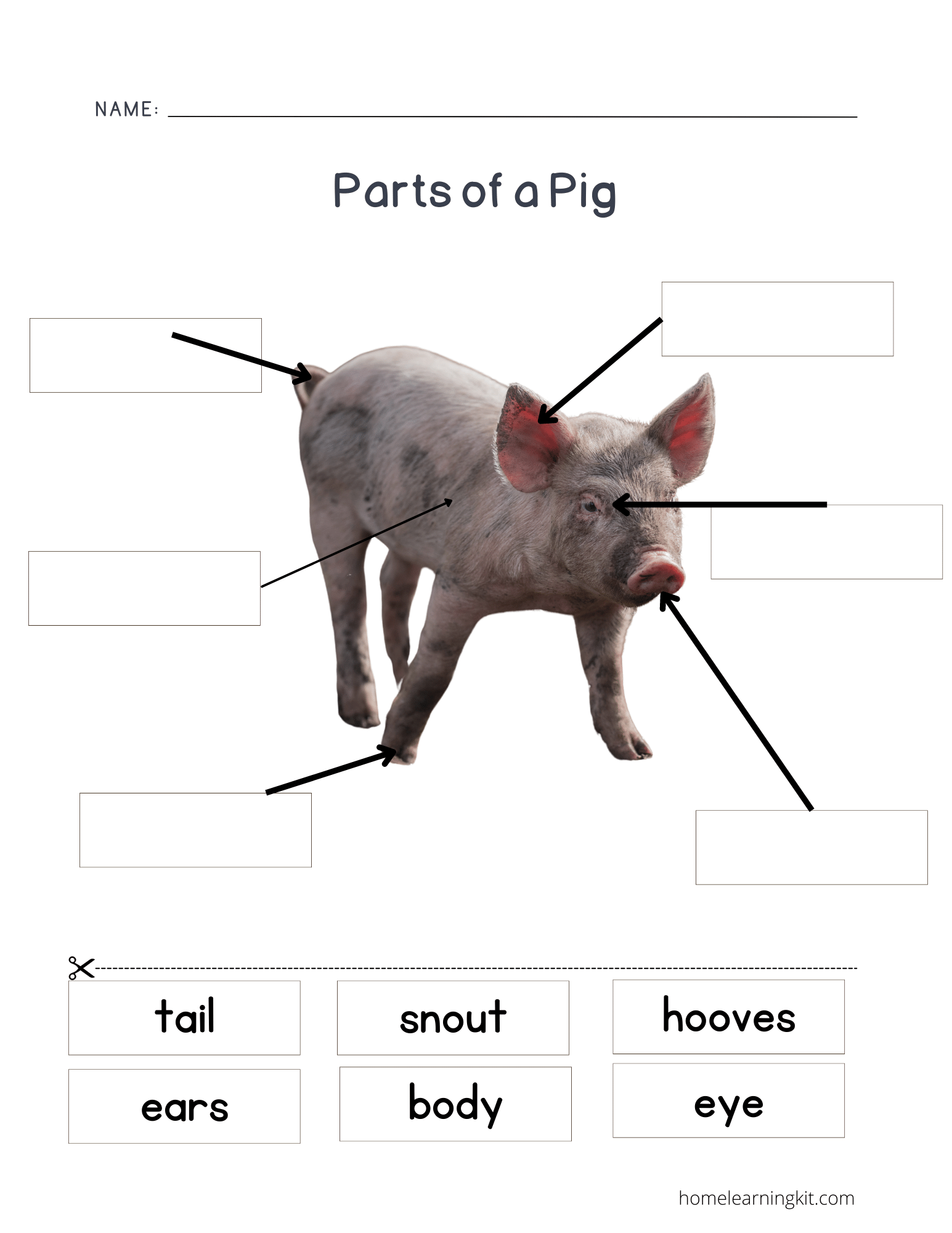 Parts of a Pig Free Science Printable - Home Learning Kit