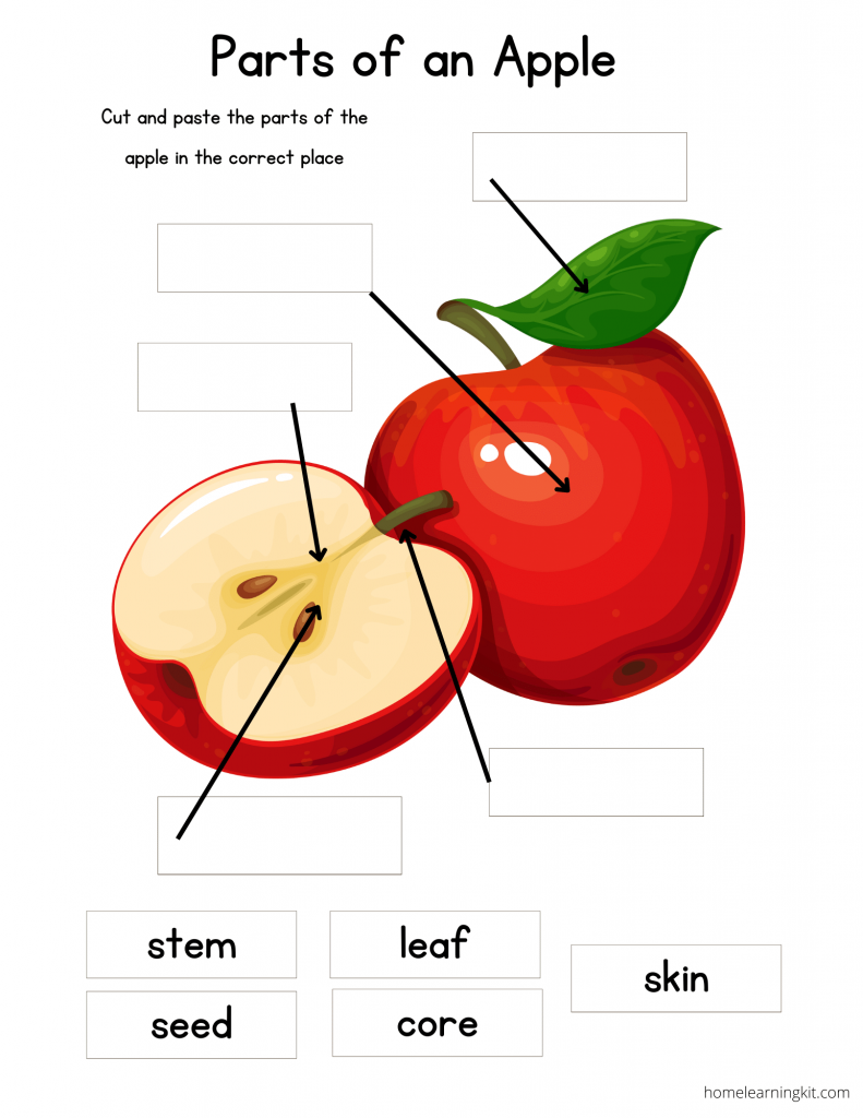 Parts of an Apple - Free Printable - Home Learning Kit