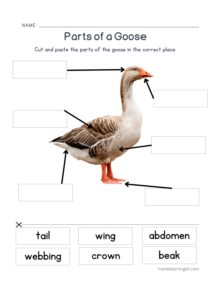 Parts of a Goose Science Printable - Home Learning Kit