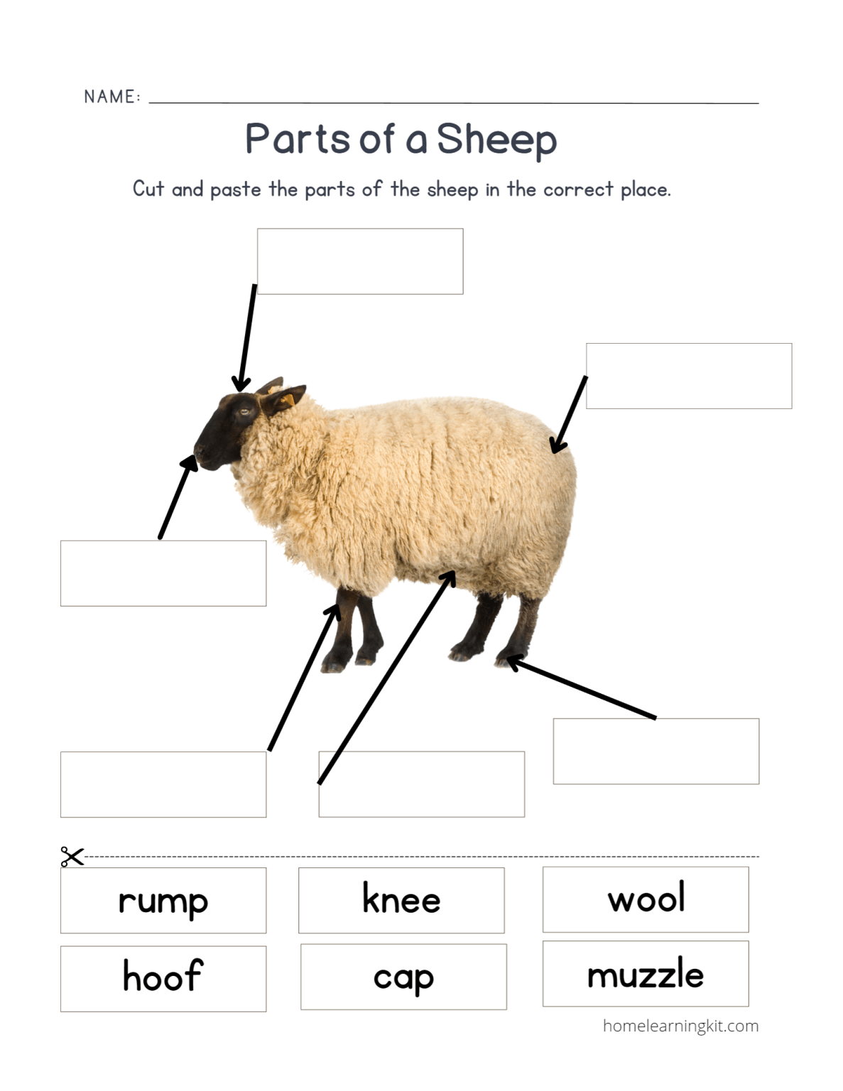 Parts of a Sheep Science Printable - Home Learning Kit